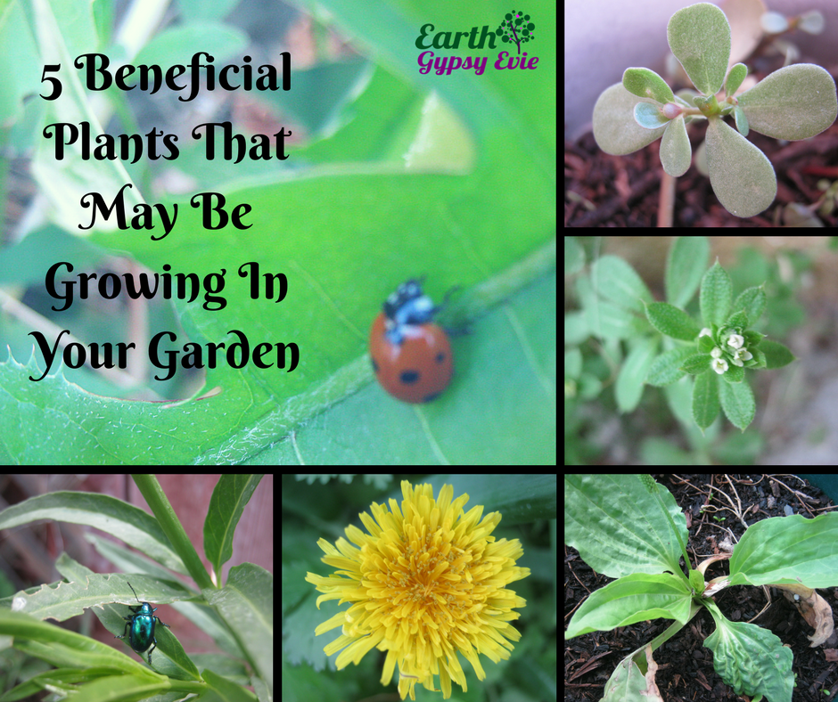 5 Medicinal plants